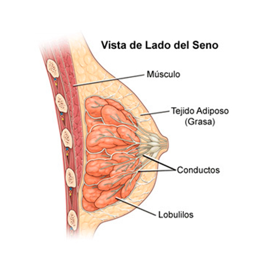 Enfermedades de la mama - cirujanoantoniogomez